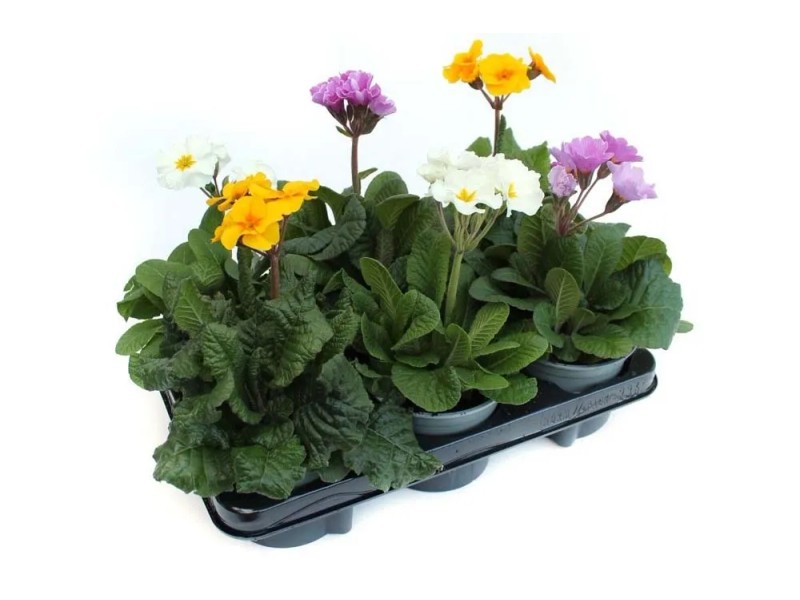 Pierwiosnek wyniosły (Primula Elatior Sibel) - don. 12 cm