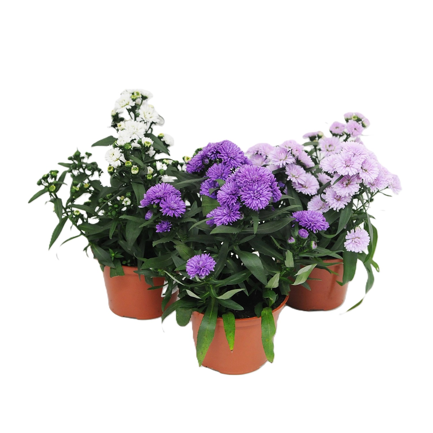 Aster mix don. 11 cm kupuj w OBI