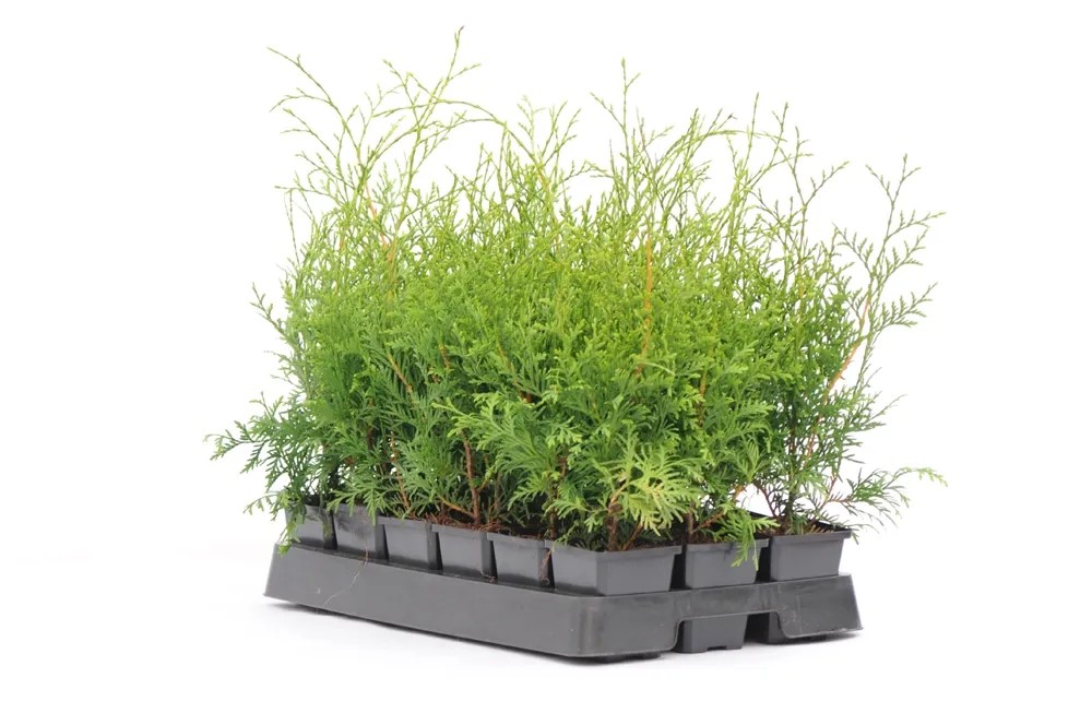 Tuja (Thuja) Brabant - don. 9 cm kupuj w OBI