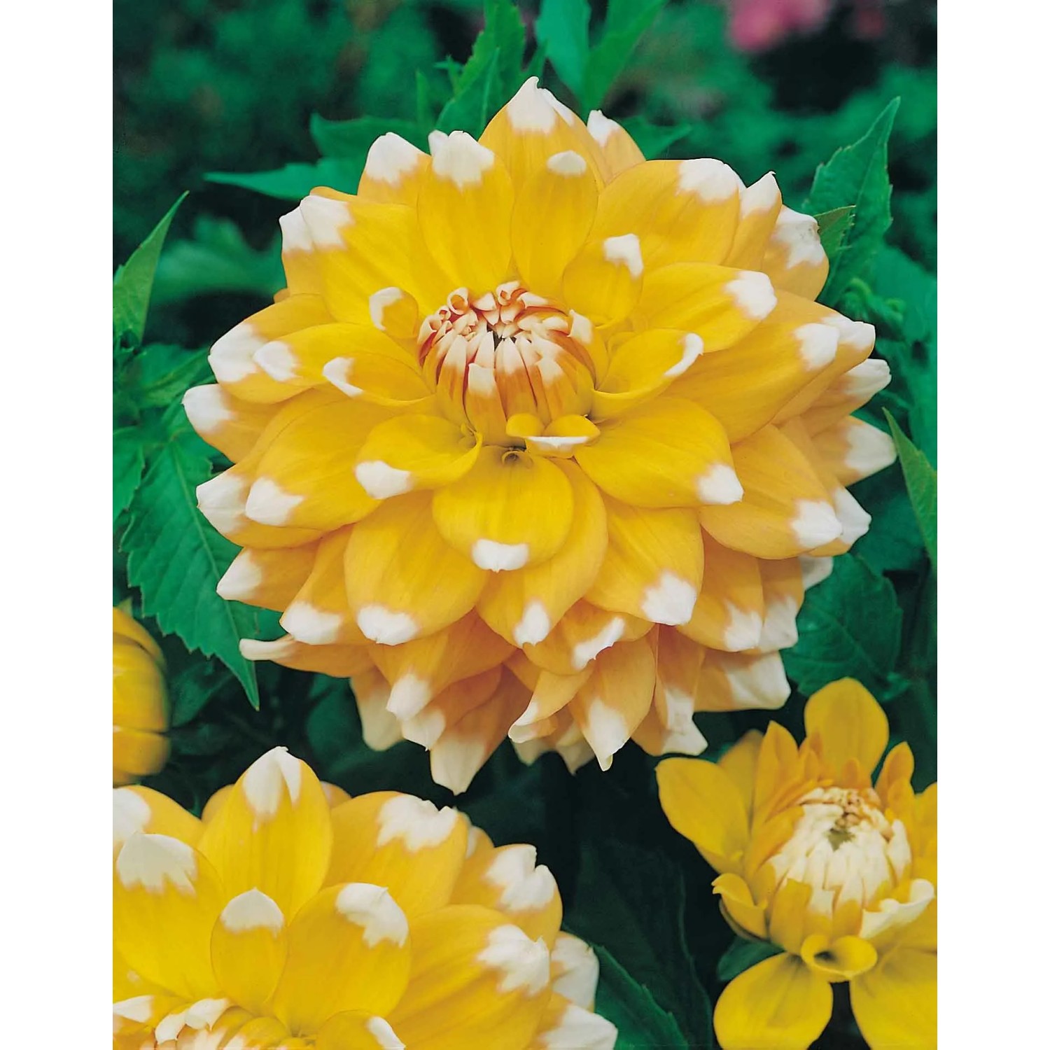 Dalia Seattle (Dahlia sp.) kupuj w OBI