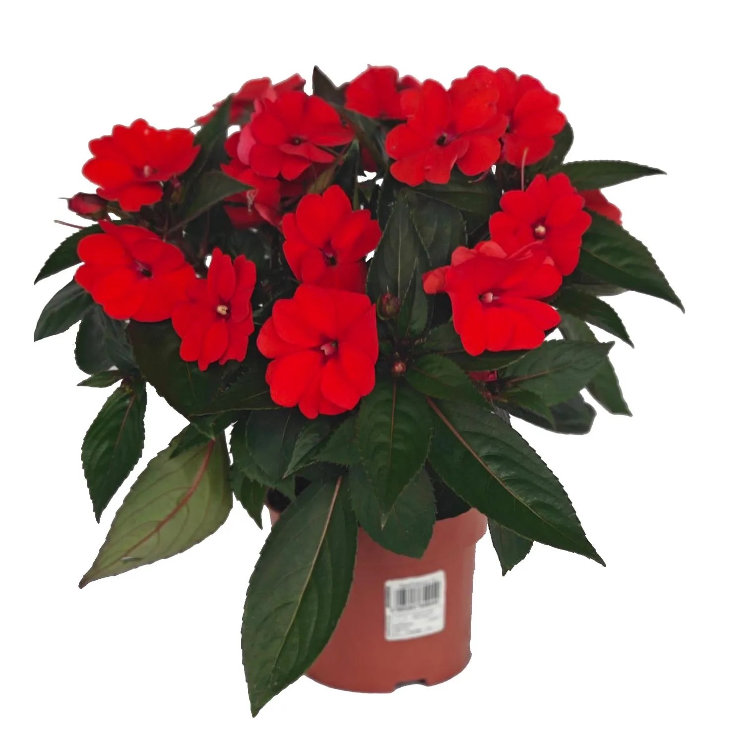 Niecierpek słoneczny (Sunpatiens) don. 12 cm