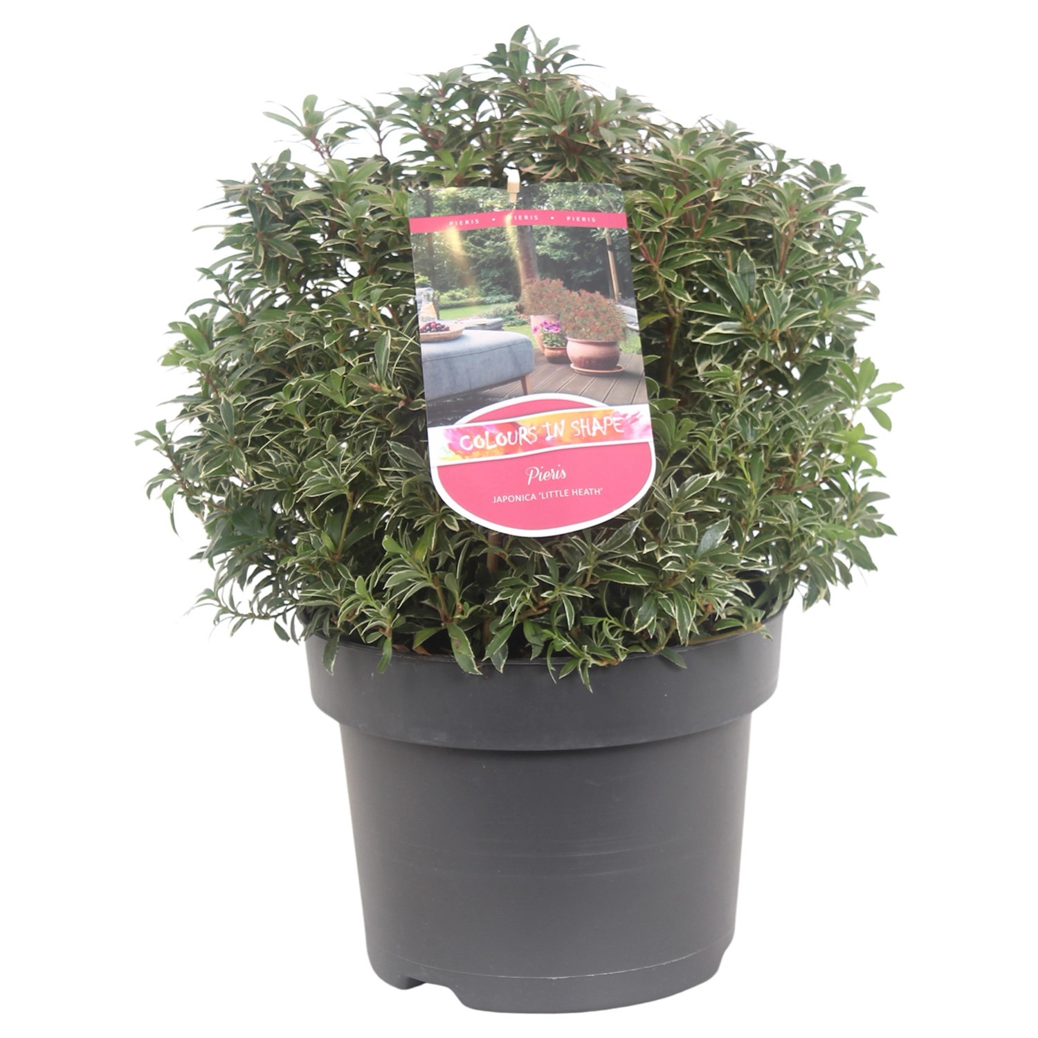 Pieris Colours in Shape kula (Pieris japonica) - don. 23 cm kupuj w OBI