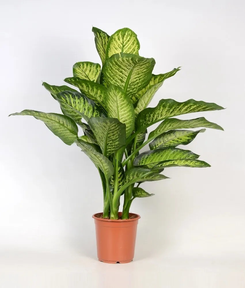 Difenbachia (Diffenbachia sp.) kupuj w OBI