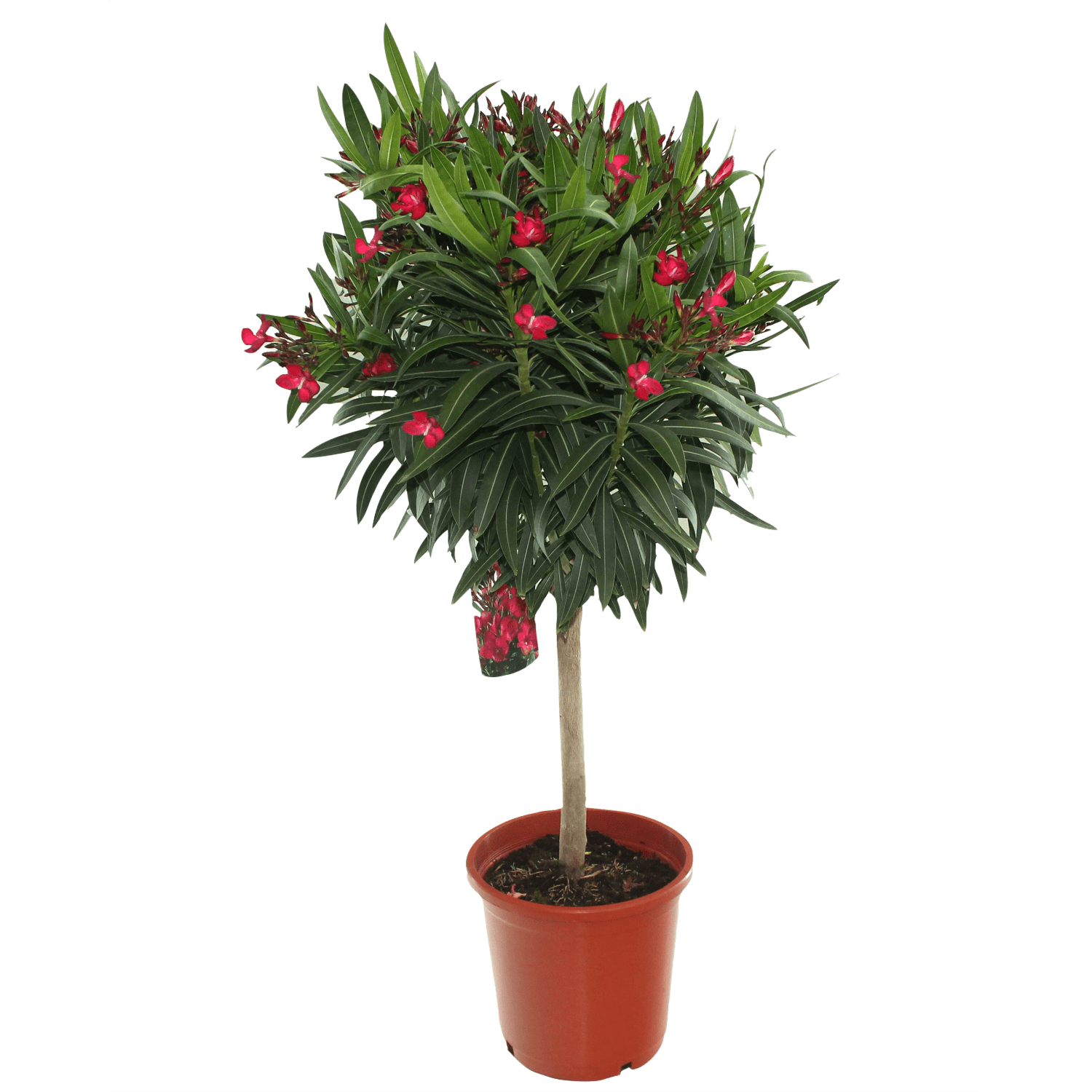 Oleander pospolity na pniu (Nerium Oleander) wys. 100 cm don. 24 cm ...