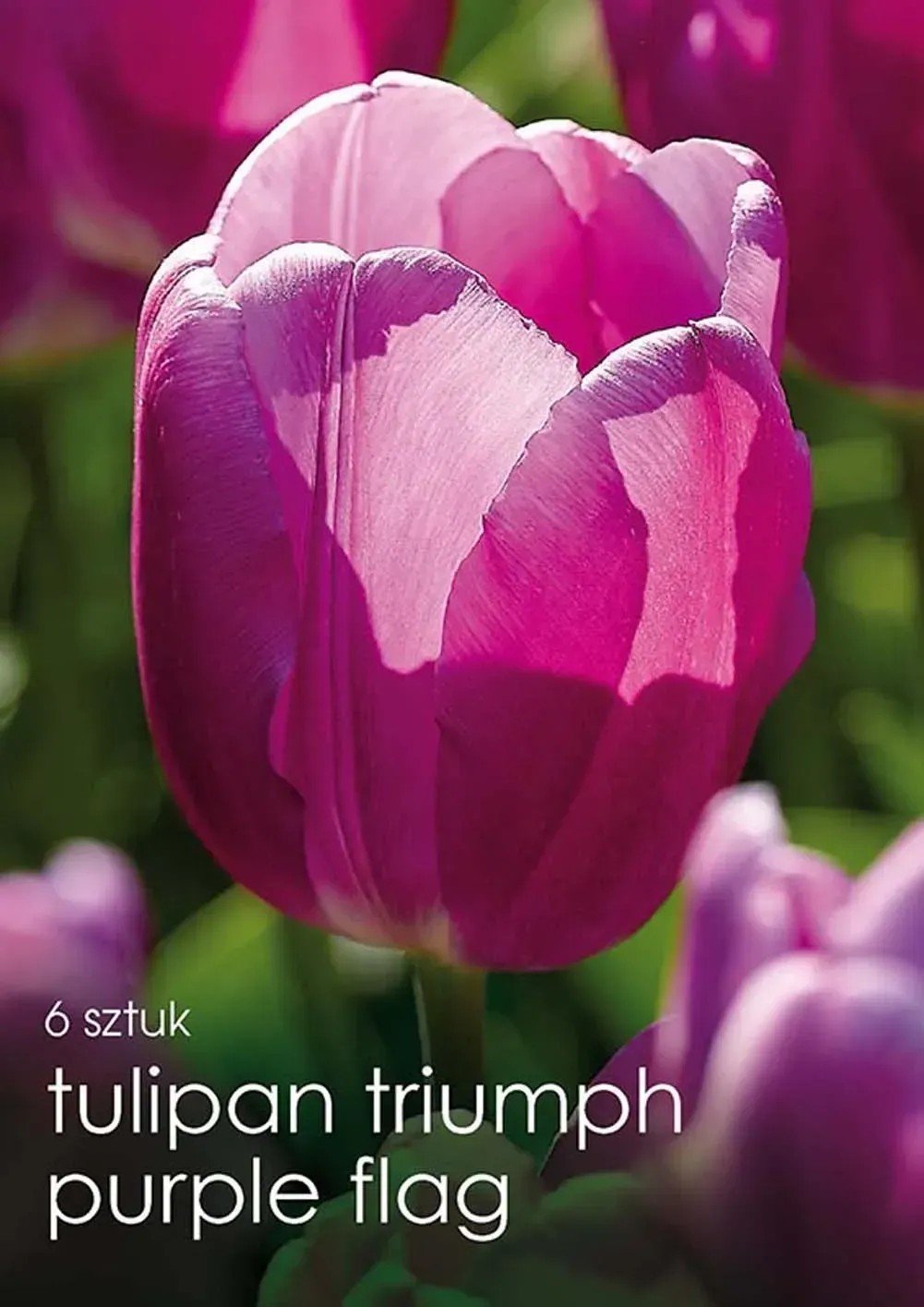 Tulipan odm. Purple Flag (Tulipa sp.) - 6 szt.
