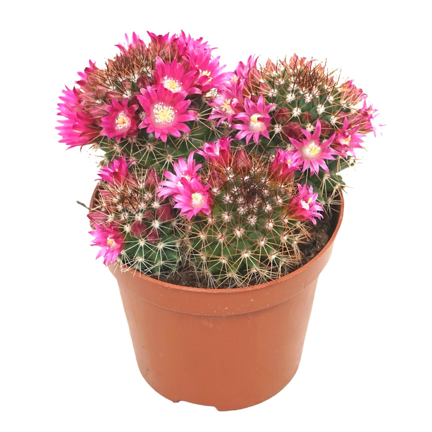 Kaktus kwitnący (Cactaceae spp.) - don. 8,5 cm kupuj w OBI