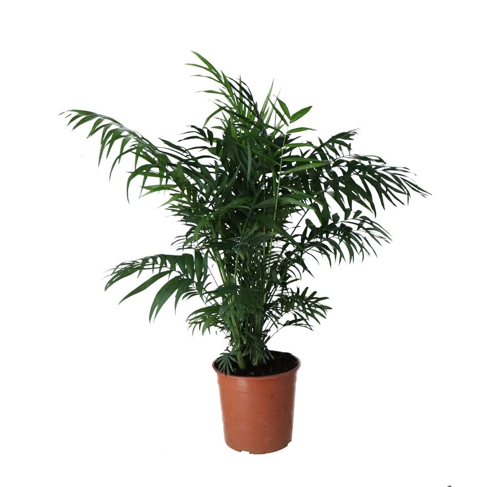 Chamedora (Chamaedorea) - wys. 80 cm, don. 19 cm kupuj w OBI