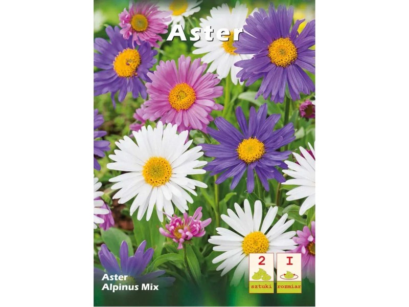 Aster Alpinus mix kupuj w OBI