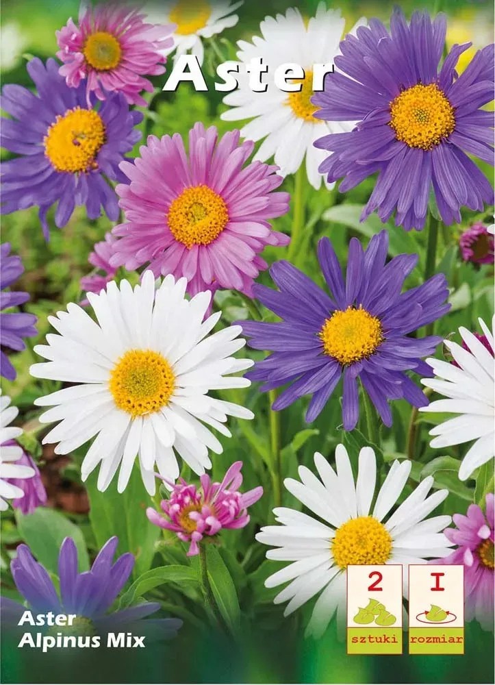 Aster Alpinus mix kupuj w OBI
