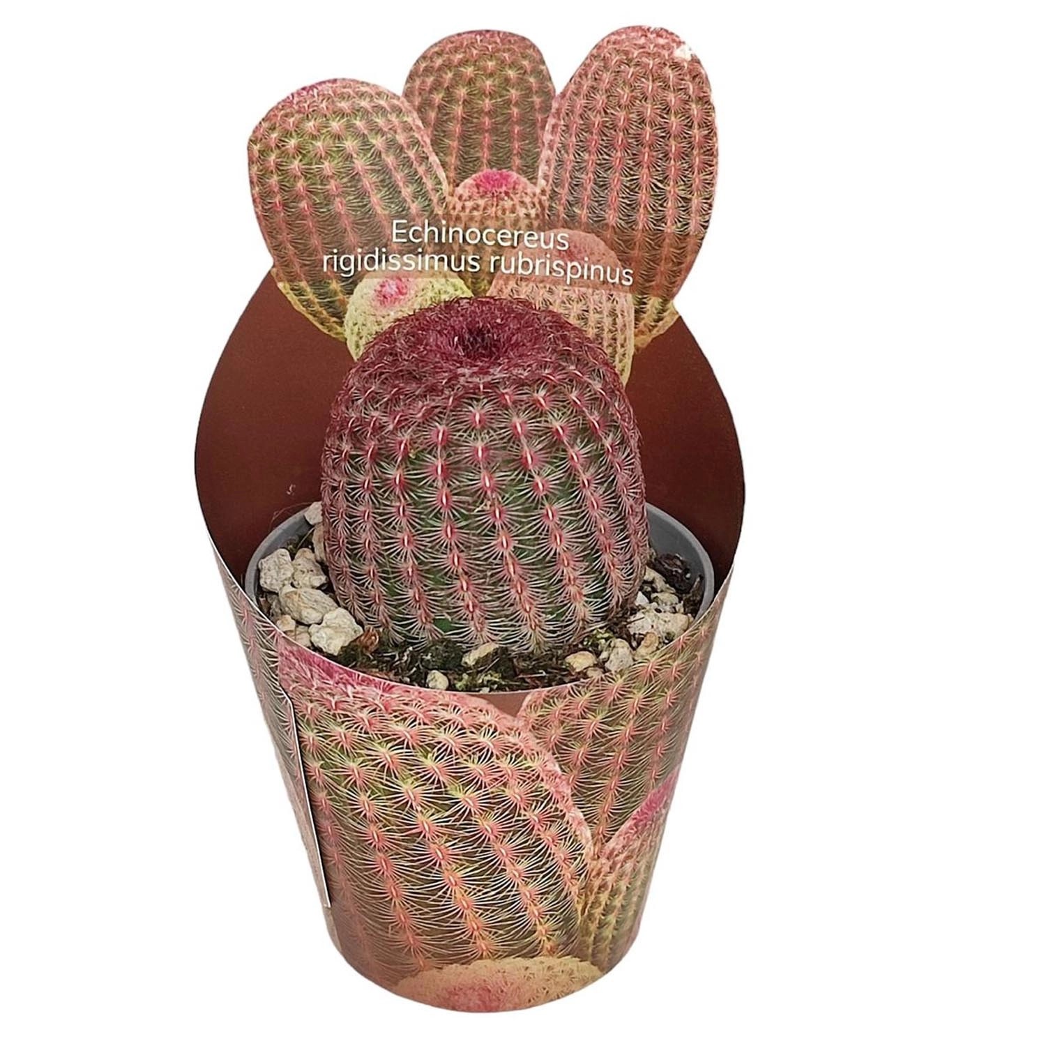 Kaktus (Cactus) Echinocereus Rig Rubrispinus - don. 5 cm kupuj w OBI