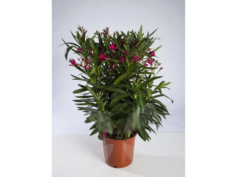 Nerium Oleander krzew - don. 22 cm kupuj w OBI