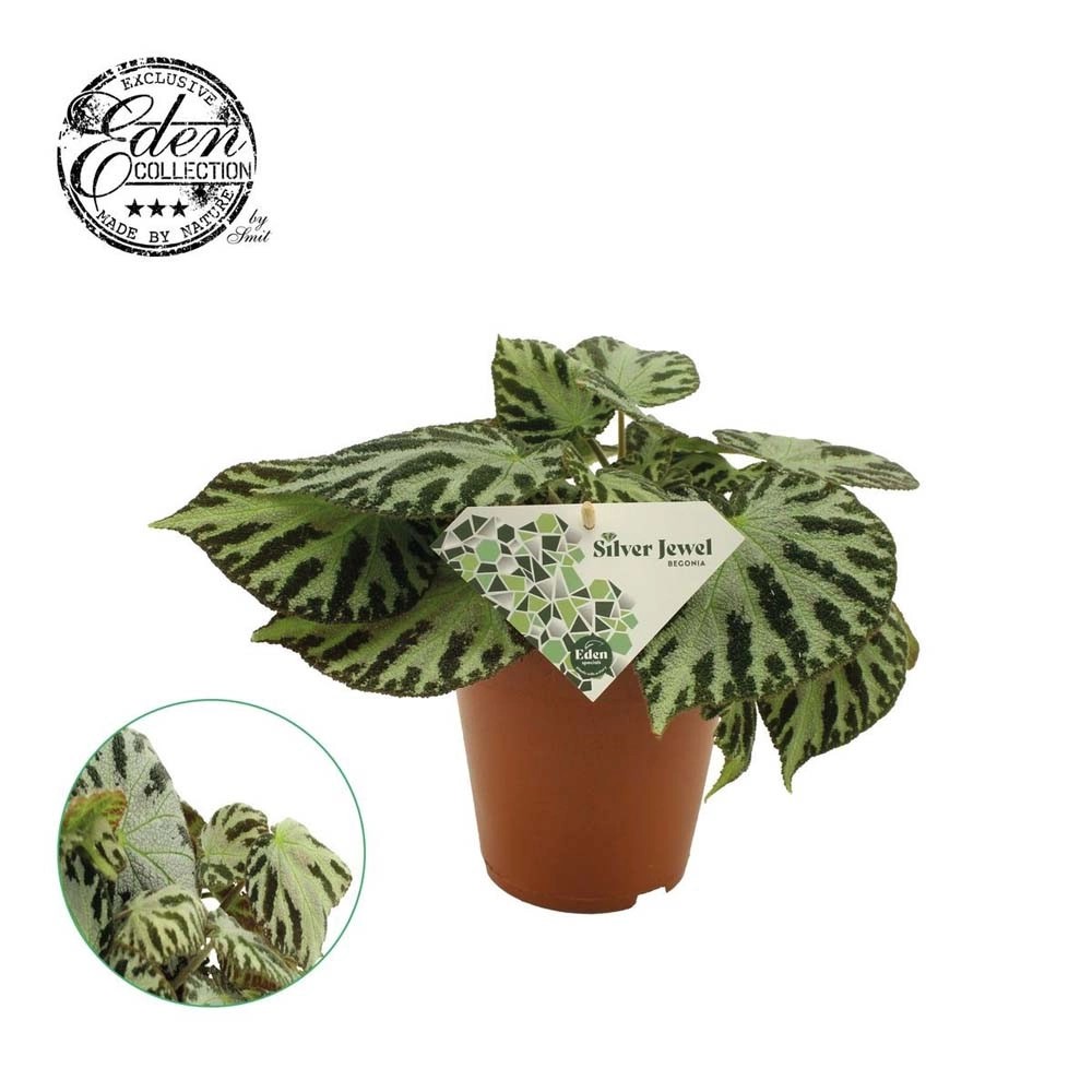 Begonia (Begonia) Silver Jewel - don. 15 cm kupuj w OBI