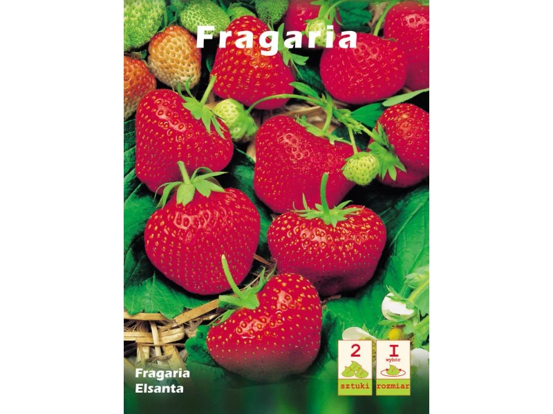 Fragaria Elsanta 2szt kupuj w OBI