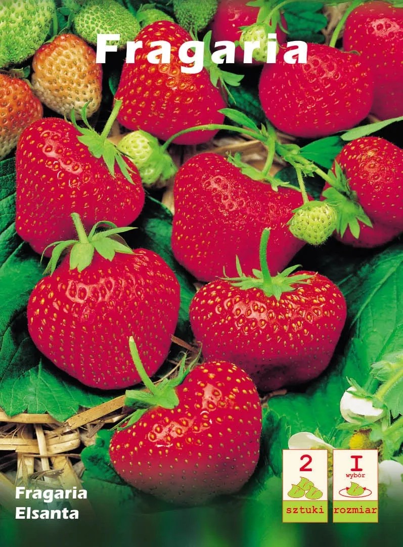 Fragaria Elsanta 2szt kupuj w OBI