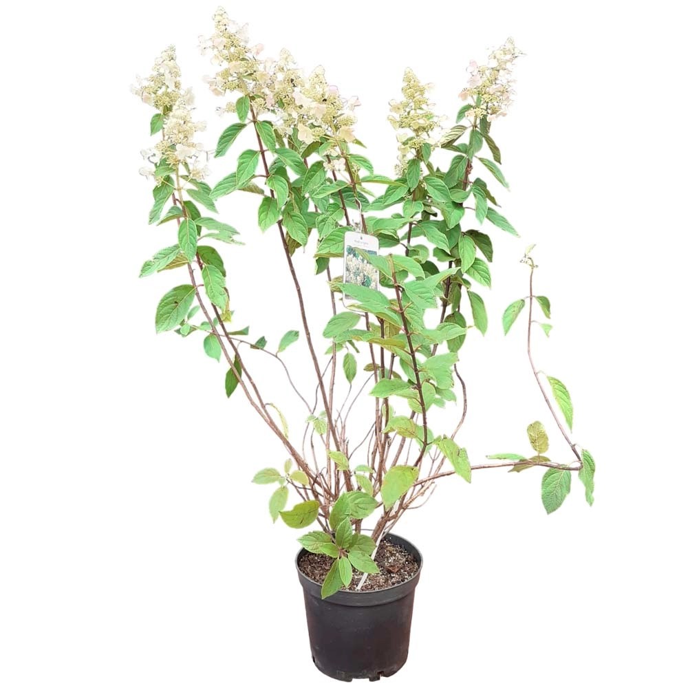 Hortensja bukietowa (Hydrangea Paniculata) mix don. 5 l kupuj w OBI