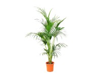 Palmy - Dostępne produkty - OBI wszystko do mieszkania, domu, ogrodu i ...