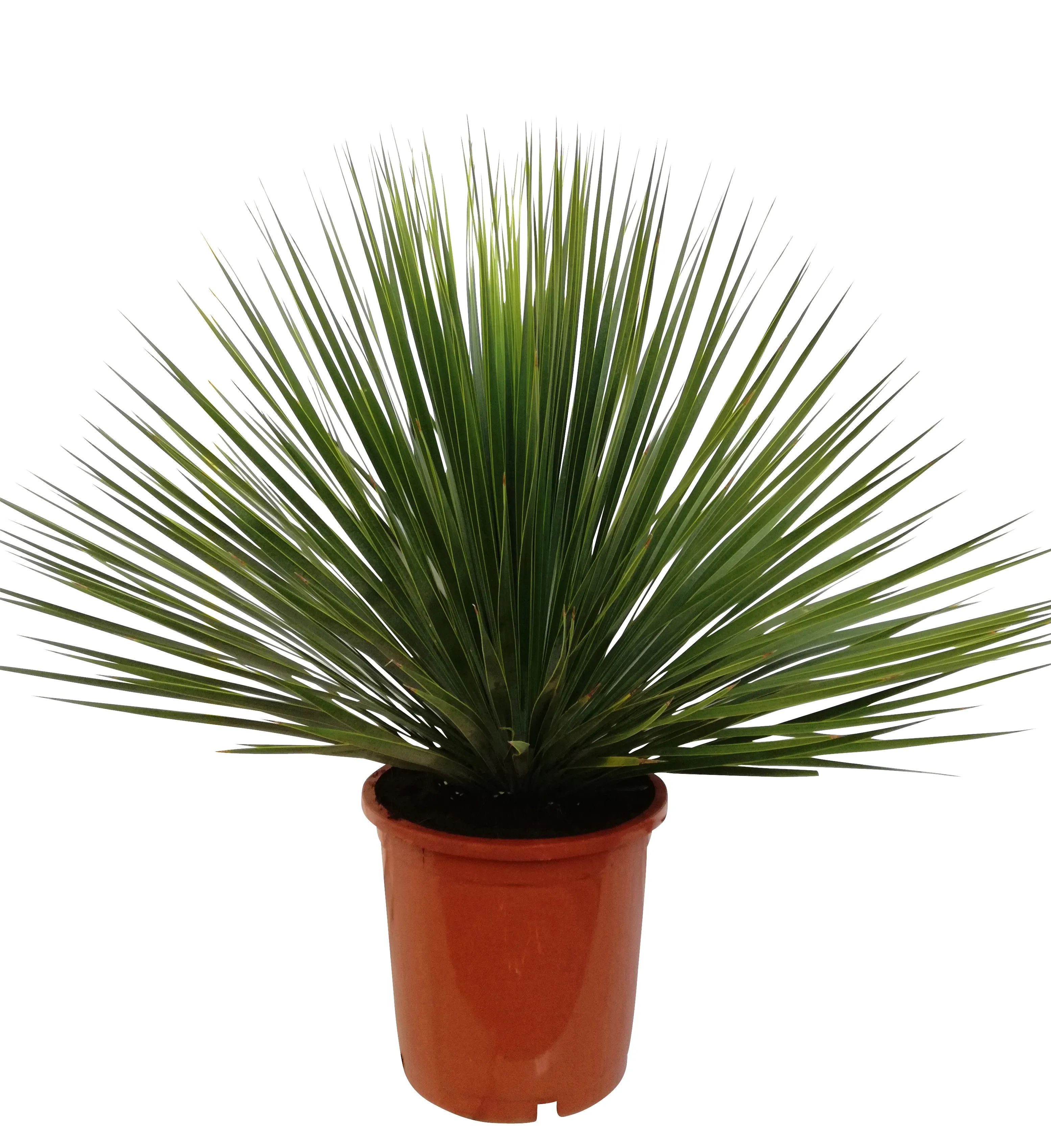 Juka Rostrata (Yucca rostrata) kupuj w OBI