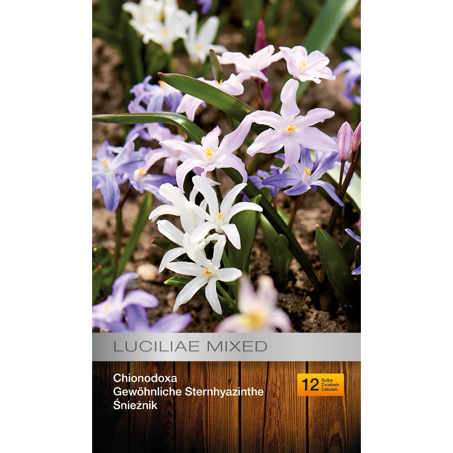 Chionodoxa 12szt mix kupuj w OBI