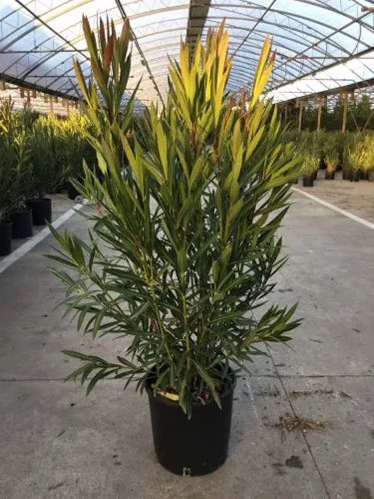 Oleander krzew - wys. 100-125 cm kupuj w OBI