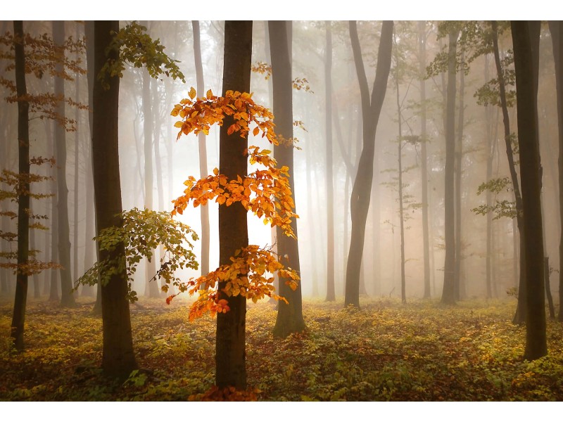 Fototapeta Foggy Autumns Forest 384 x 260 cm kupuj w OBI