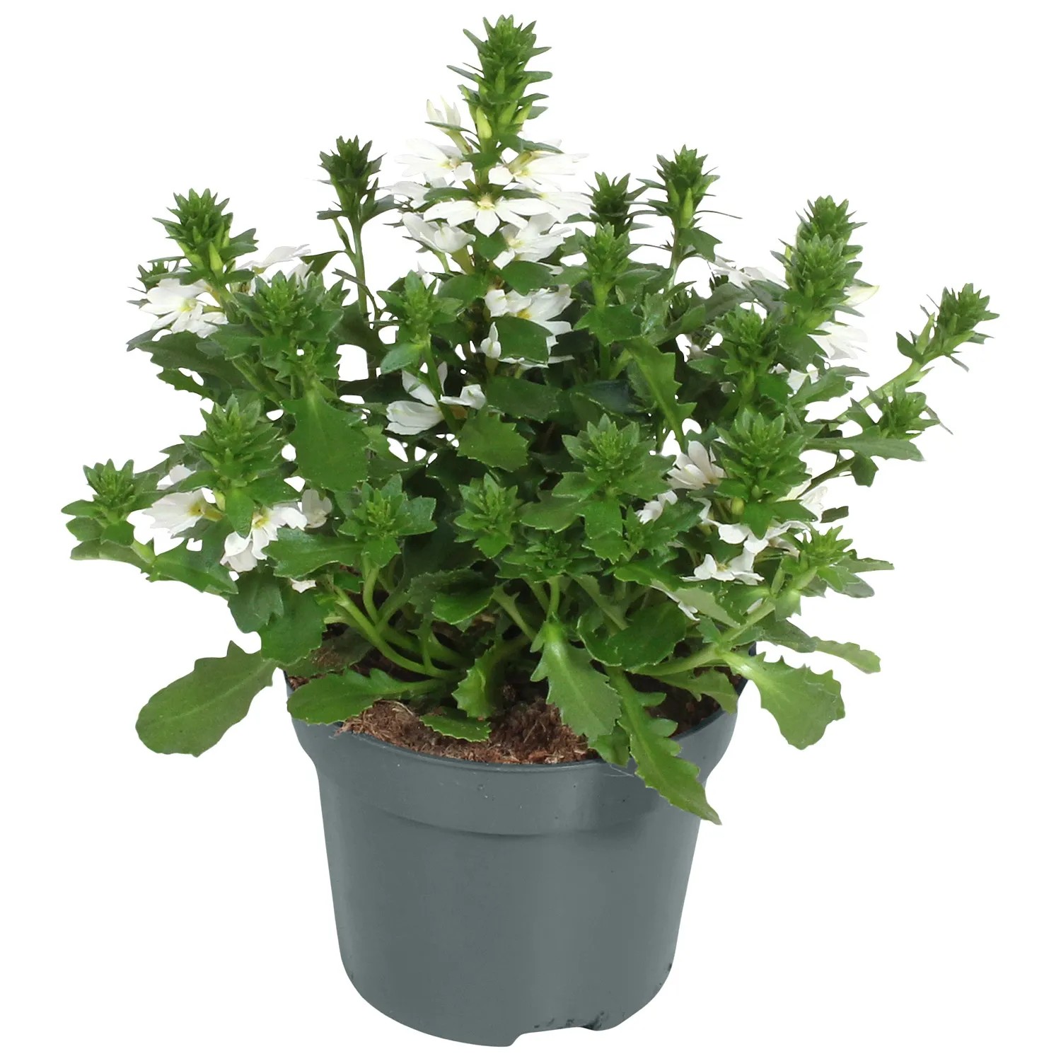 Scewola (Scaevola) mix don. 12 cm