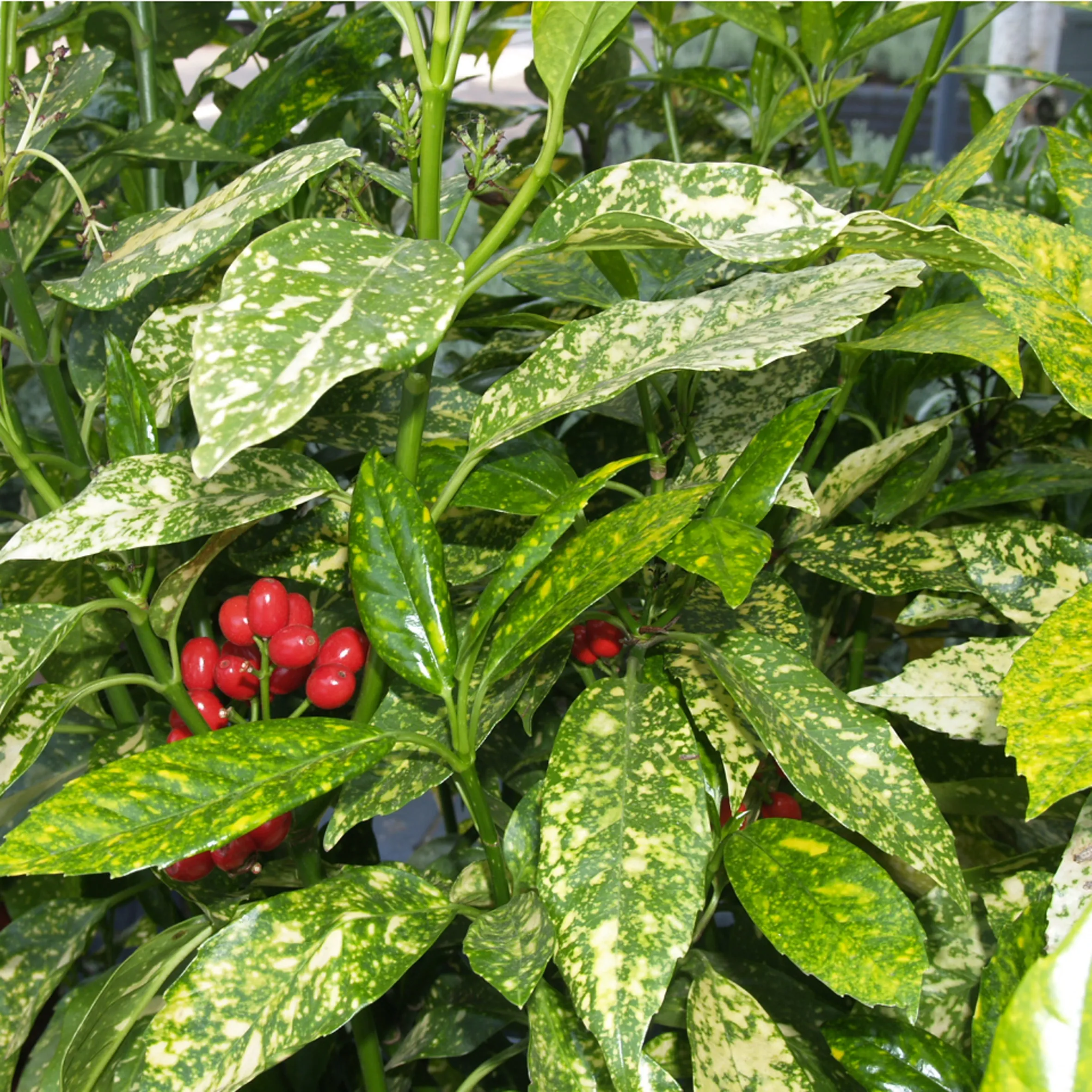 Aukuba japońska odm. Variegata (Aucuba japonica) kupuj w OBI