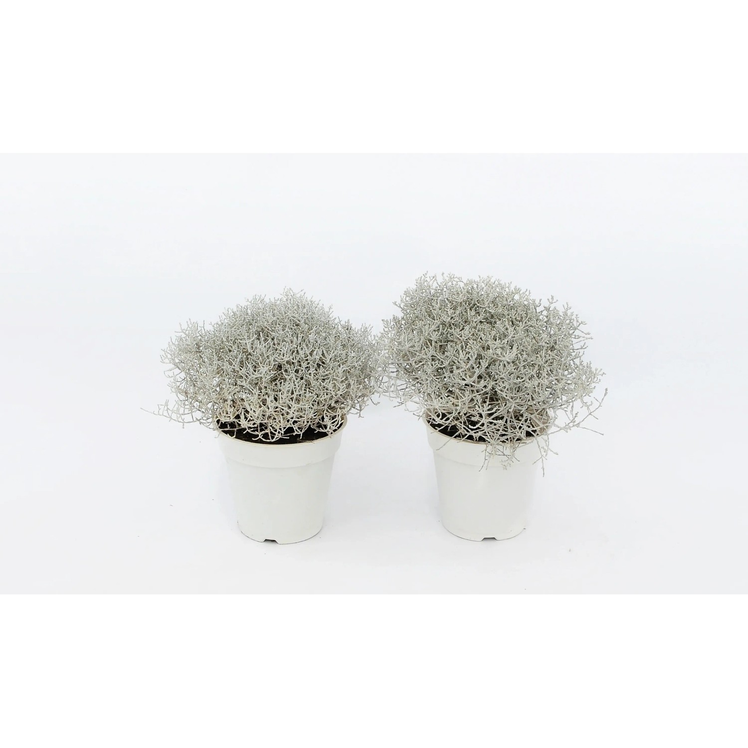 4Flower Kalocefalus - Mrozek - Calocephal odm. Challenge wys.30cm don.13cm