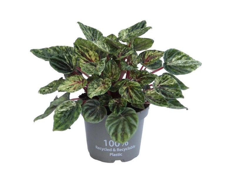 Peperomia mix don. 11 cm