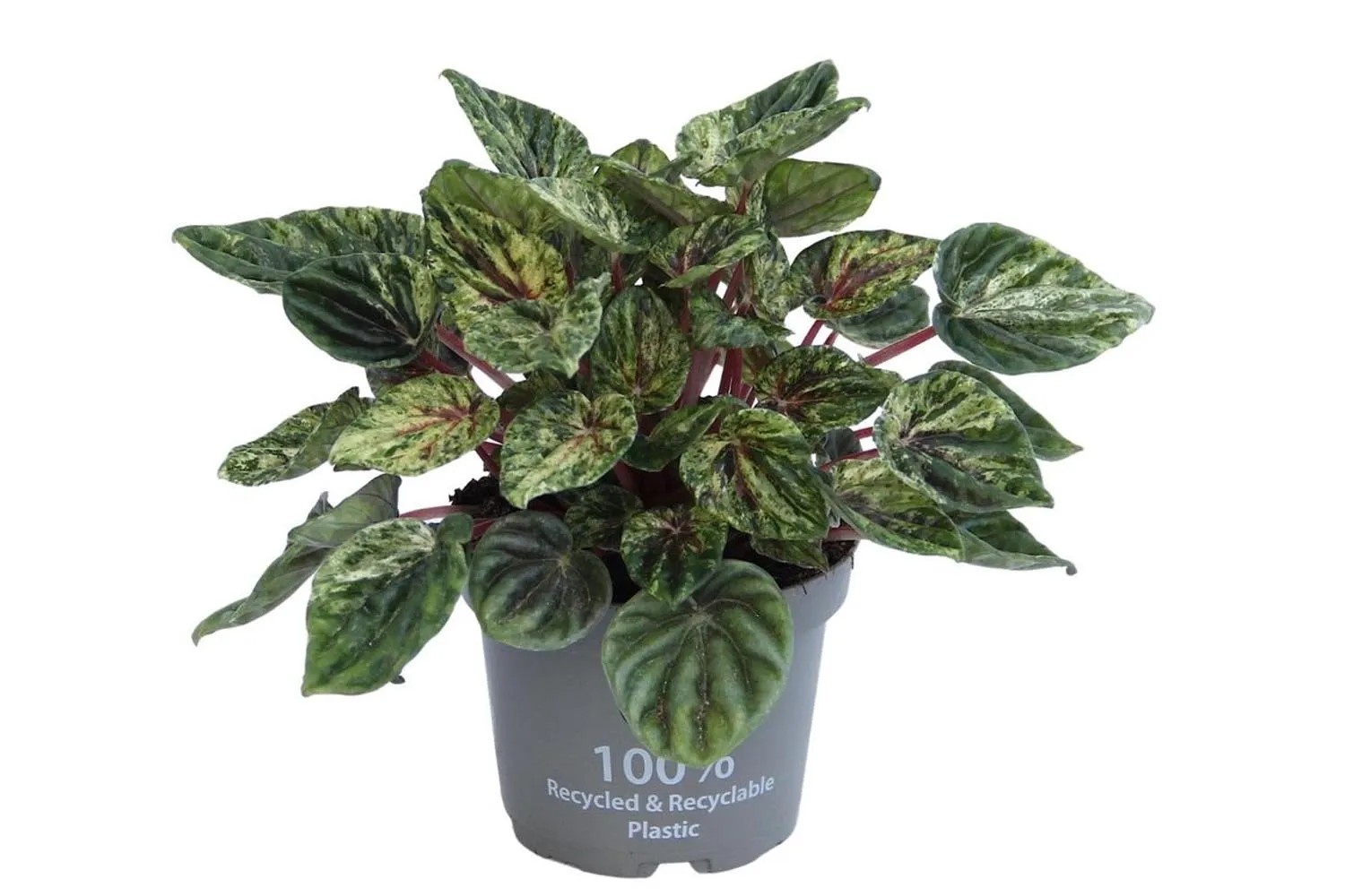 Peperomia mix don. 11 cm