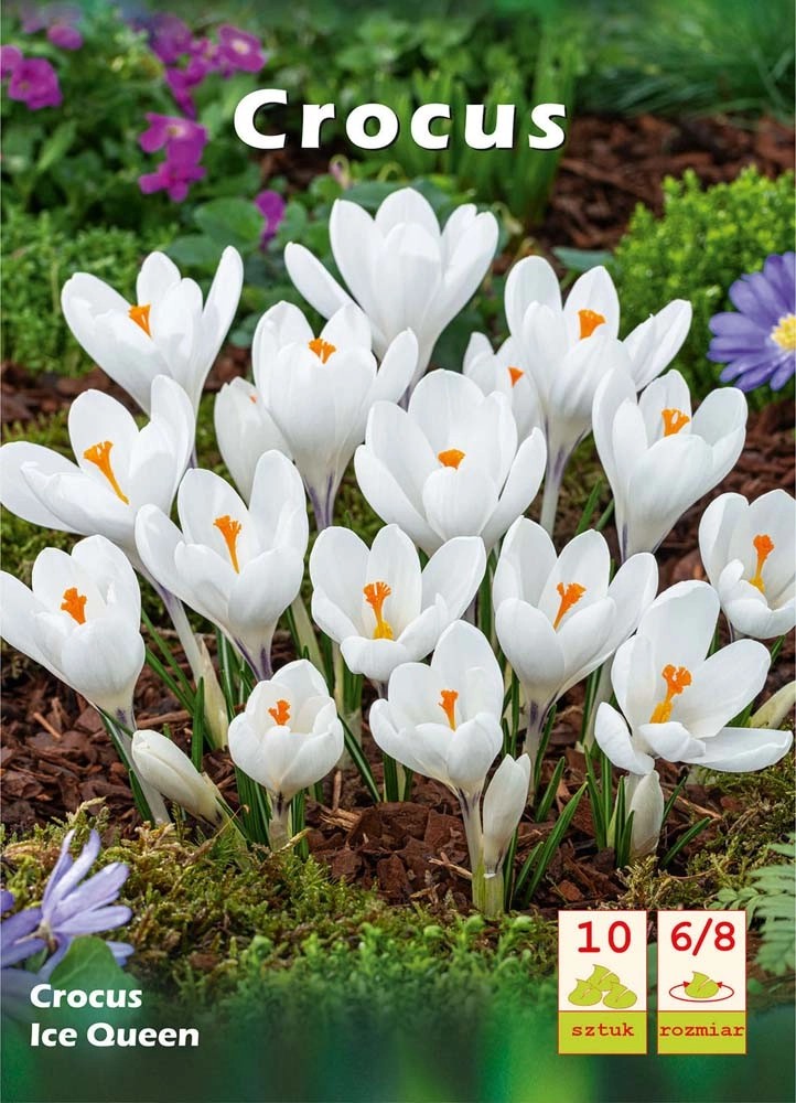 Krokus (Crocus) Ice Queen - 5 szt. kupuj w OBI