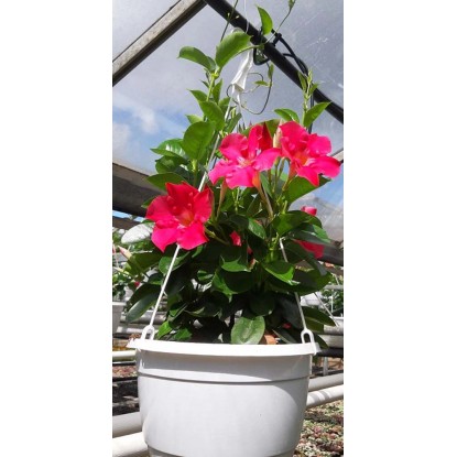 Dipladenia (Dipladenia Sundevilla ampla) - don. 24 cm kupuj w OBI