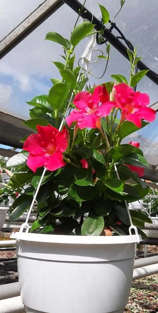 Dipladenia (Dipladenia Sundevilla ampla) - don. 24 cm kupuj w OBI