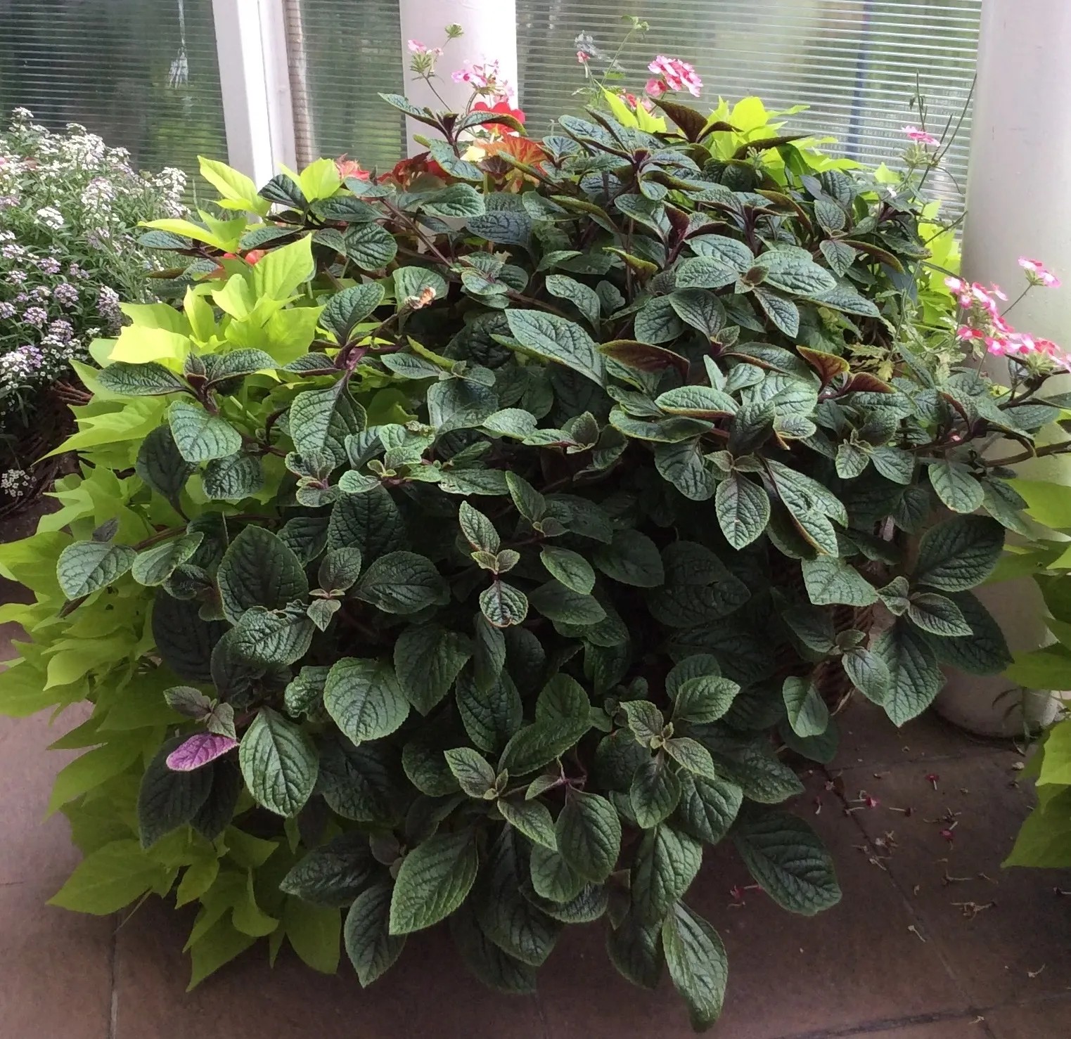 Plektrantus Nico don.11cm kupuj w OBI