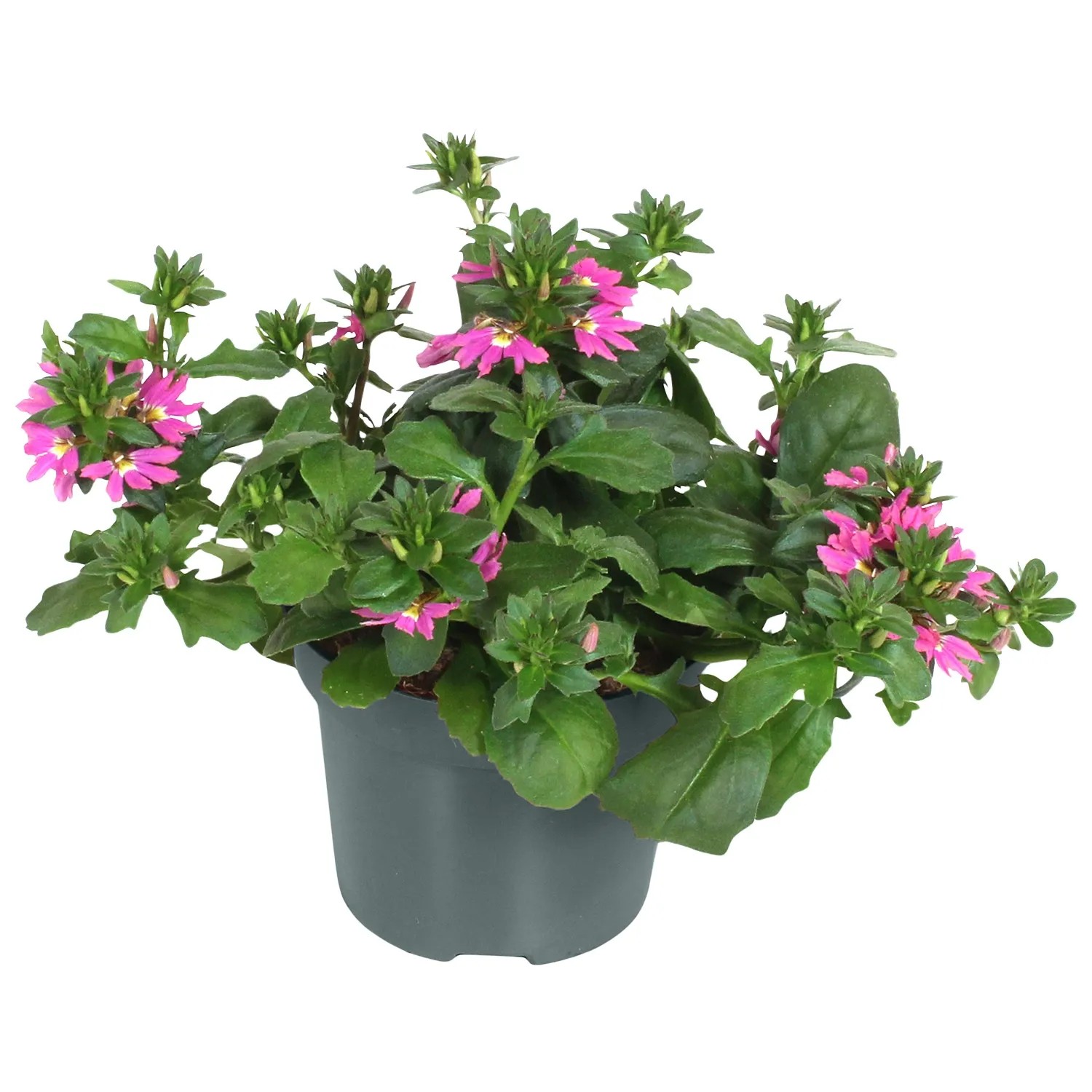 Scewola (Scaevola) mix don. 12 cm