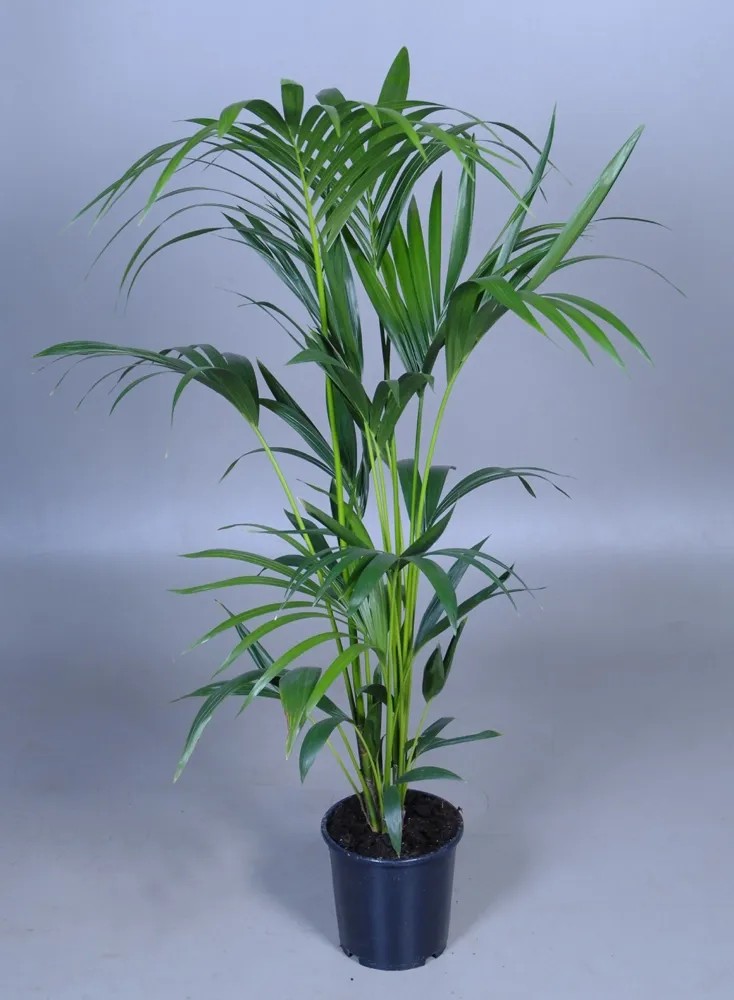 Howea forsteriana 5 pędów wys. 140cm don. 21cm kupuj w OBI