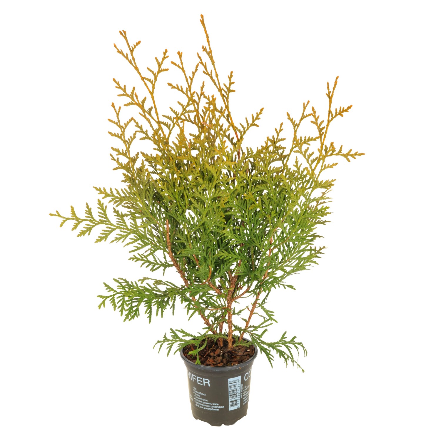Tuja zachodnia odm. Brabant (Thuja occidentalis) kupuj w OBI