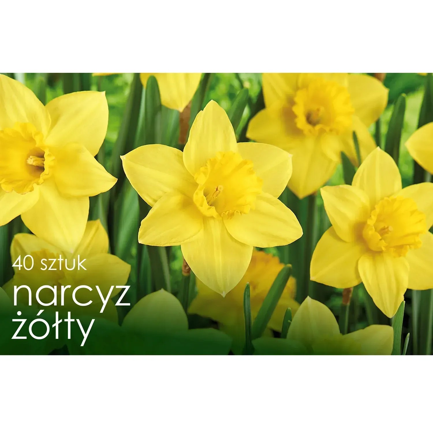 Narcyz Yellow (Narcissus sp.) - 40 szt.