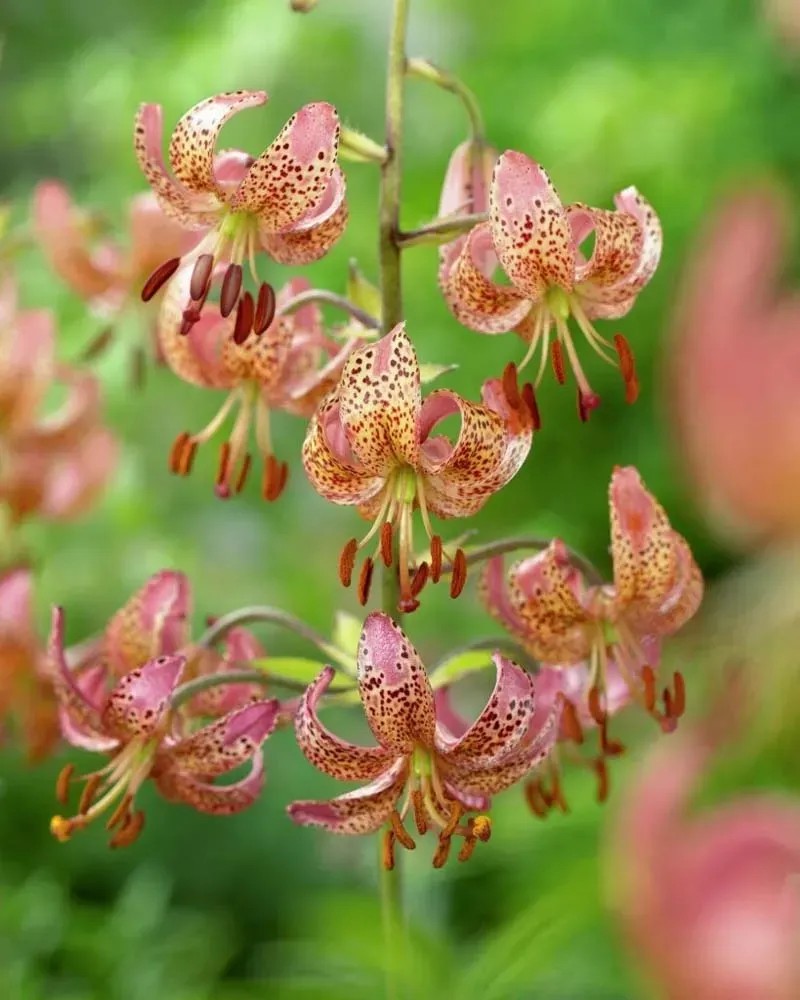 Lilia (Lilium Manitoba Morning) kupuj w OBI