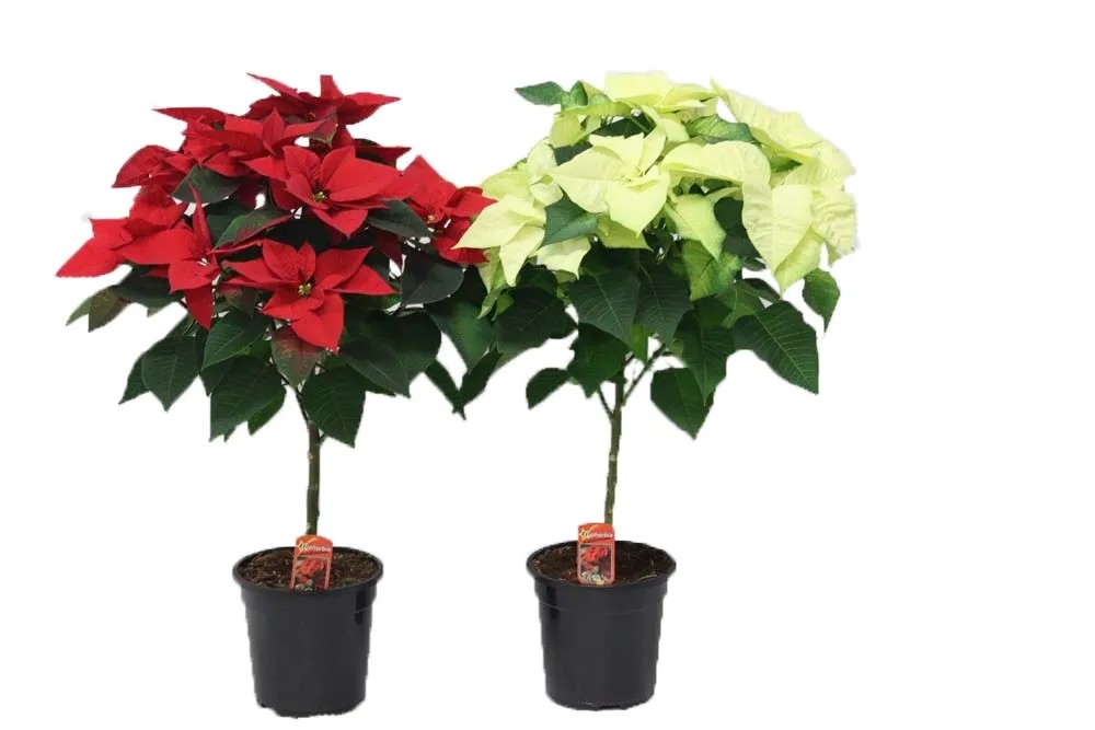 Poinsecja - Gwiazda Betlejemska na pniu - don. 19 cm kupuj w OBI