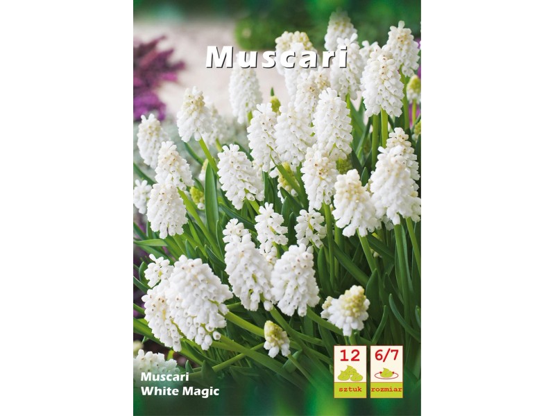 Szafirek (Muscari) White Magic - 12 szt. kupuj w OBI