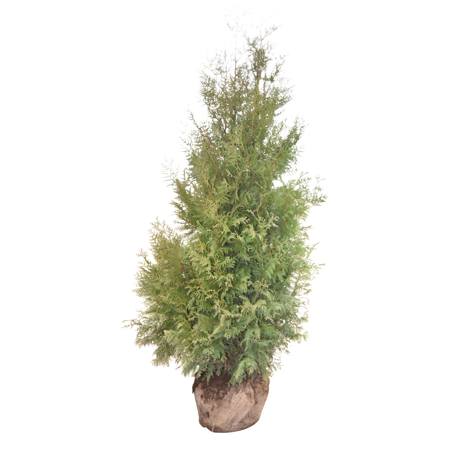 Tuja odm. Brabant (Thuja sp.) kupuj w OBI