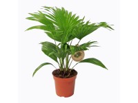 Palmy - Dostępne produkty - OBI wszystko do mieszkania, domu, ogrodu i ...