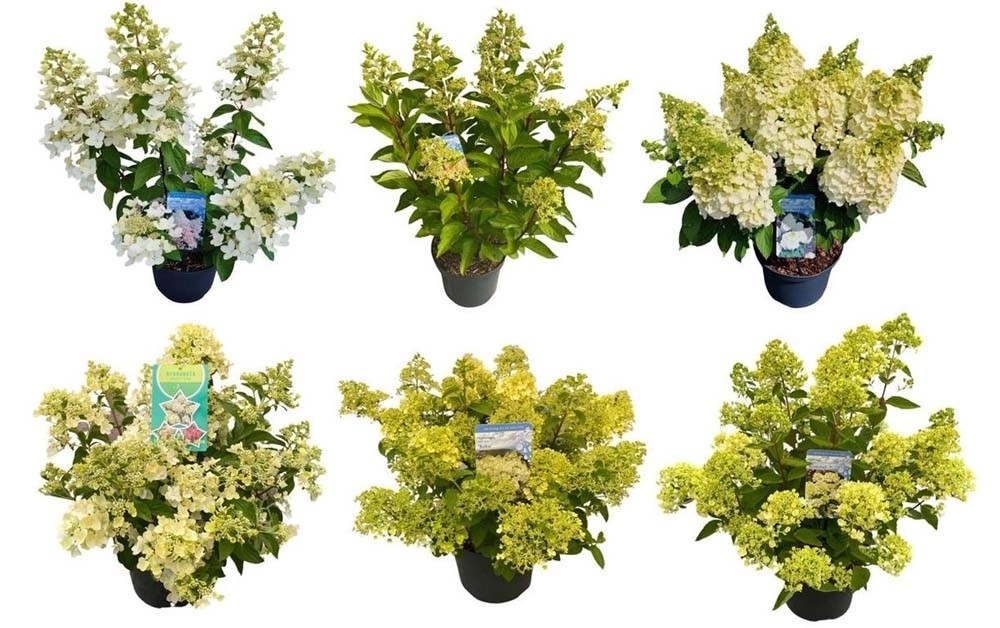 Hortensja bukietowa (Hydrangea Paniculata) mix - don. 26 cm kupuj w OBI