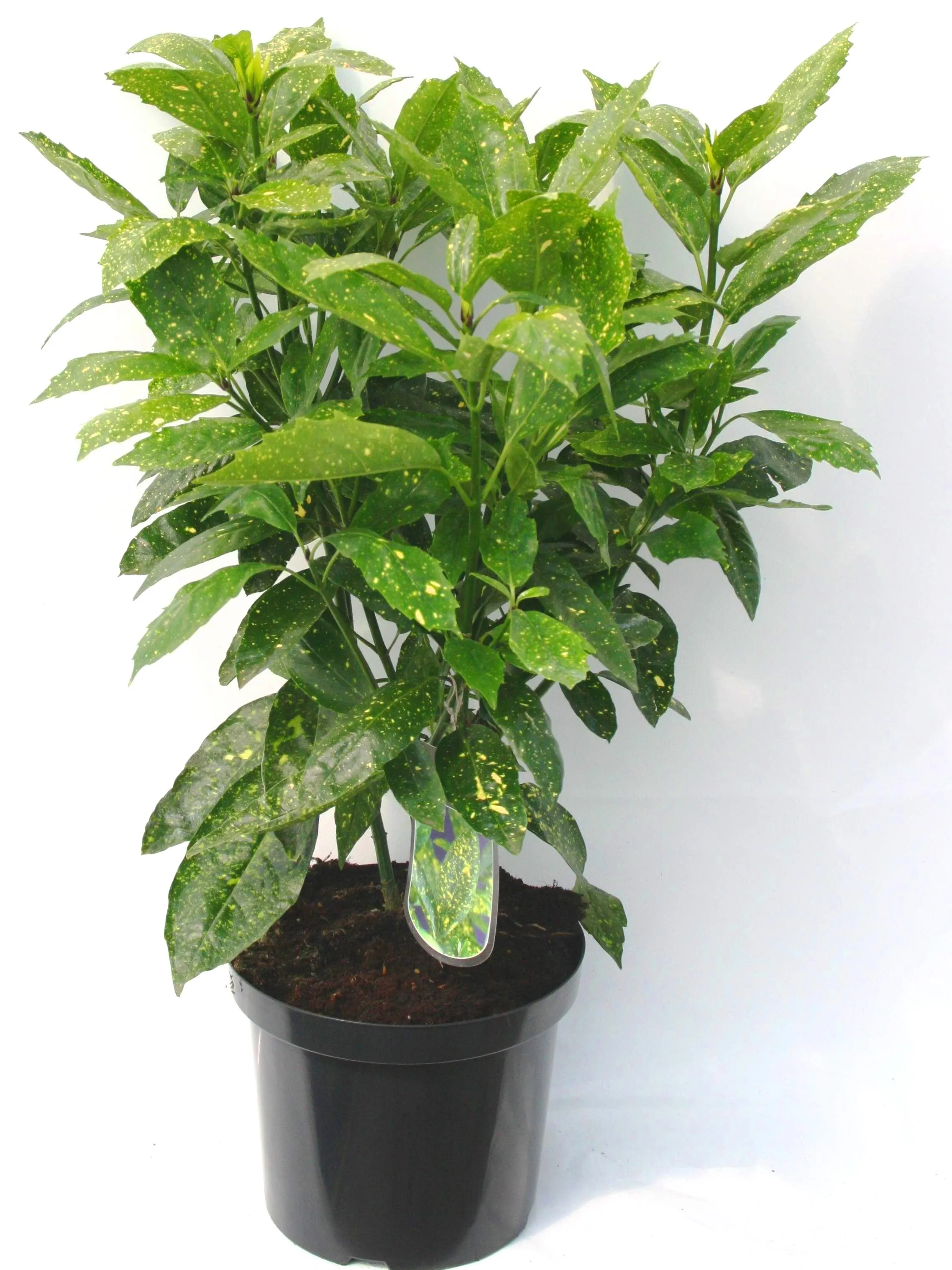 Aukuba japońska odm. Variegata (Aucuba japonica) kupuj w OBI