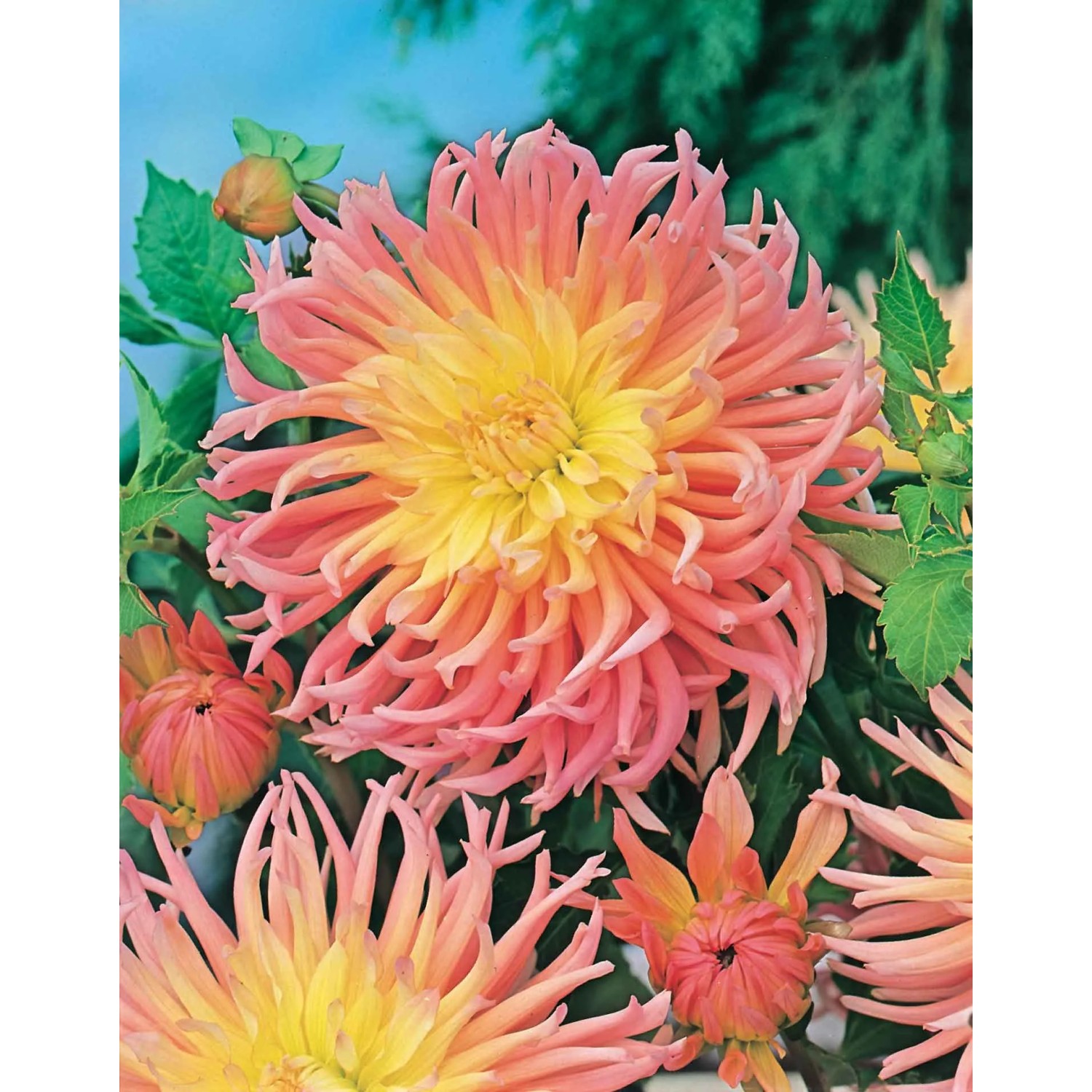 Dalia Alfred Grille (Dahlia sp.) kupuj w OBI