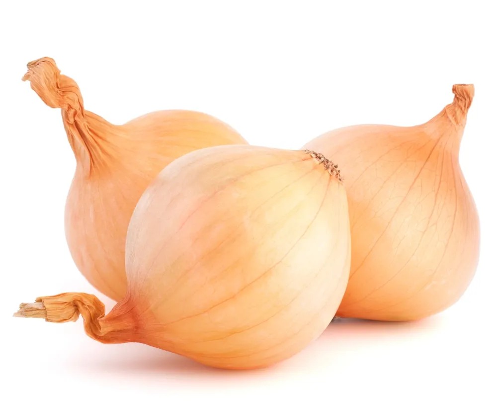 Cebula dymka Sturon 25-30 kupuj w OBI