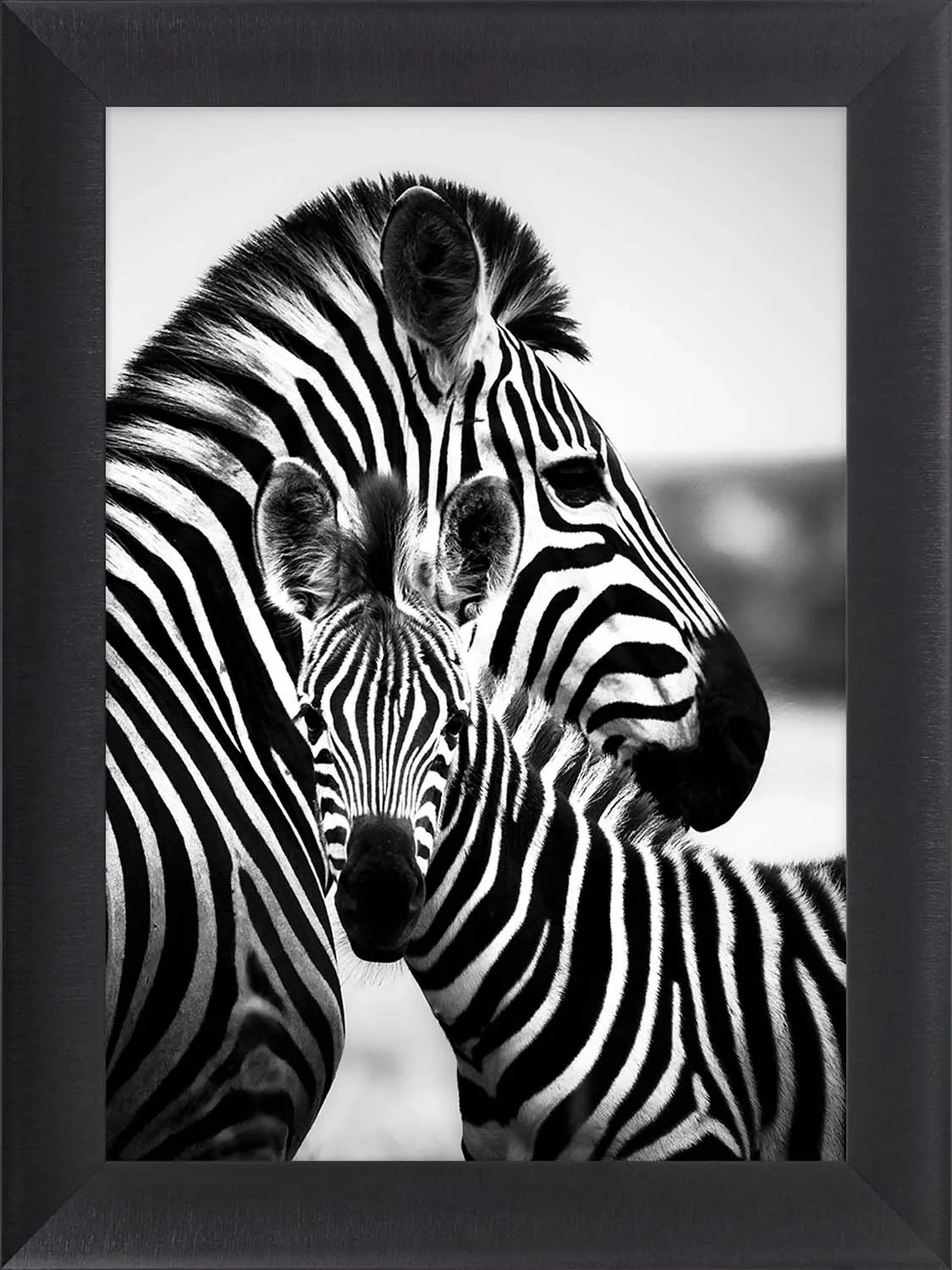 ARS LONGA Obraz HUGGING ZEBRAS 64 x 84 cm