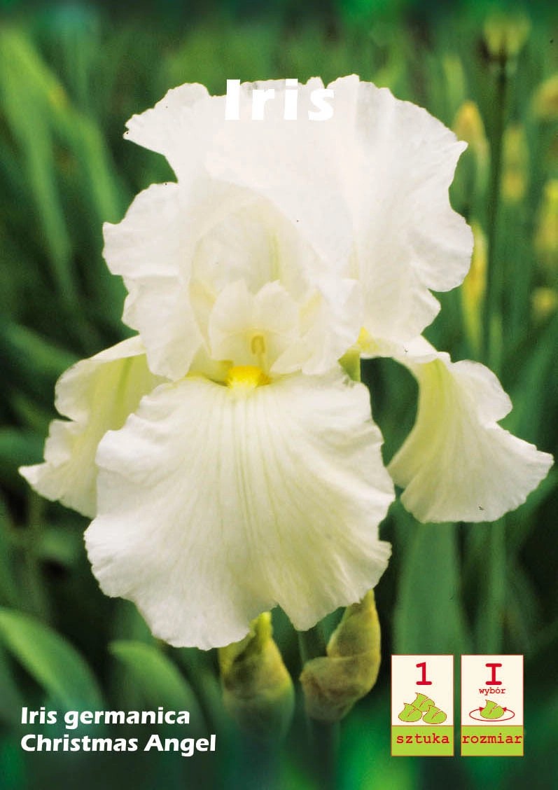 Irys Christmas Angel 1szt kupuj w OBI