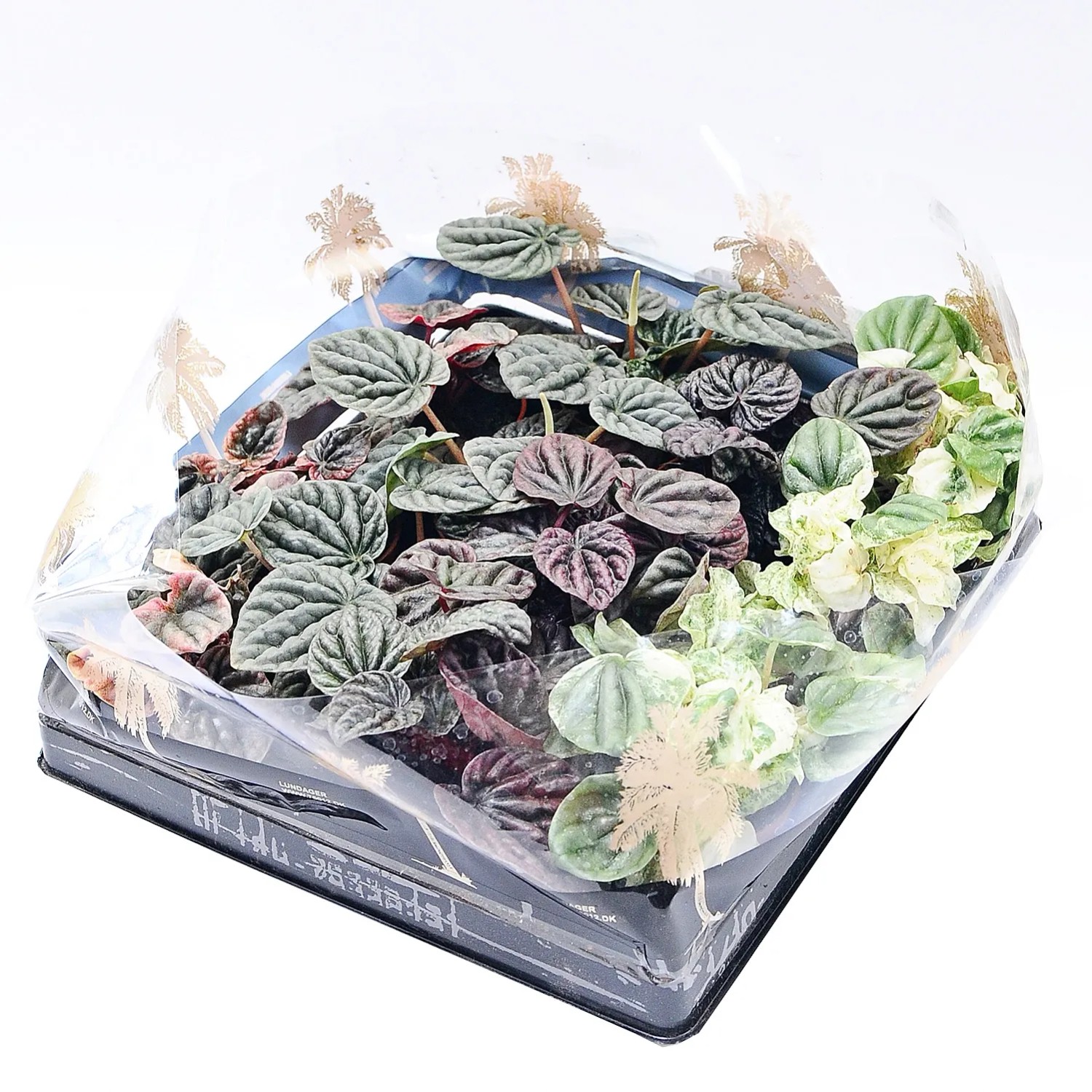 Peperomia marszczona (Peperomia caperata) mix - don. 6 cm