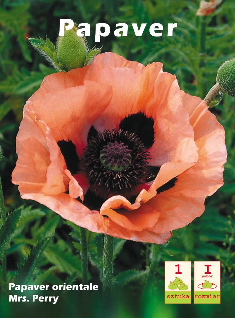 Papaver orientale Mrs.Perry 1szt kupuj w OBI